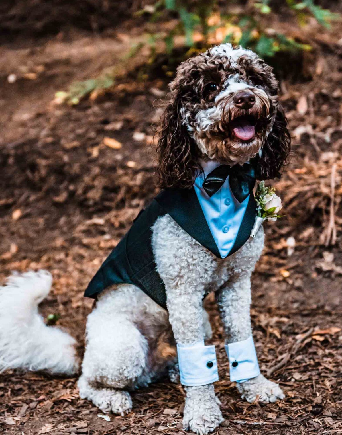 How to Elope | Everything you need to know | Pretty Bold Photography